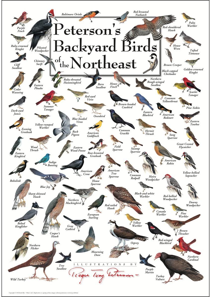 Common Types Of Backyard Birds In The Northeast Owlcation 21